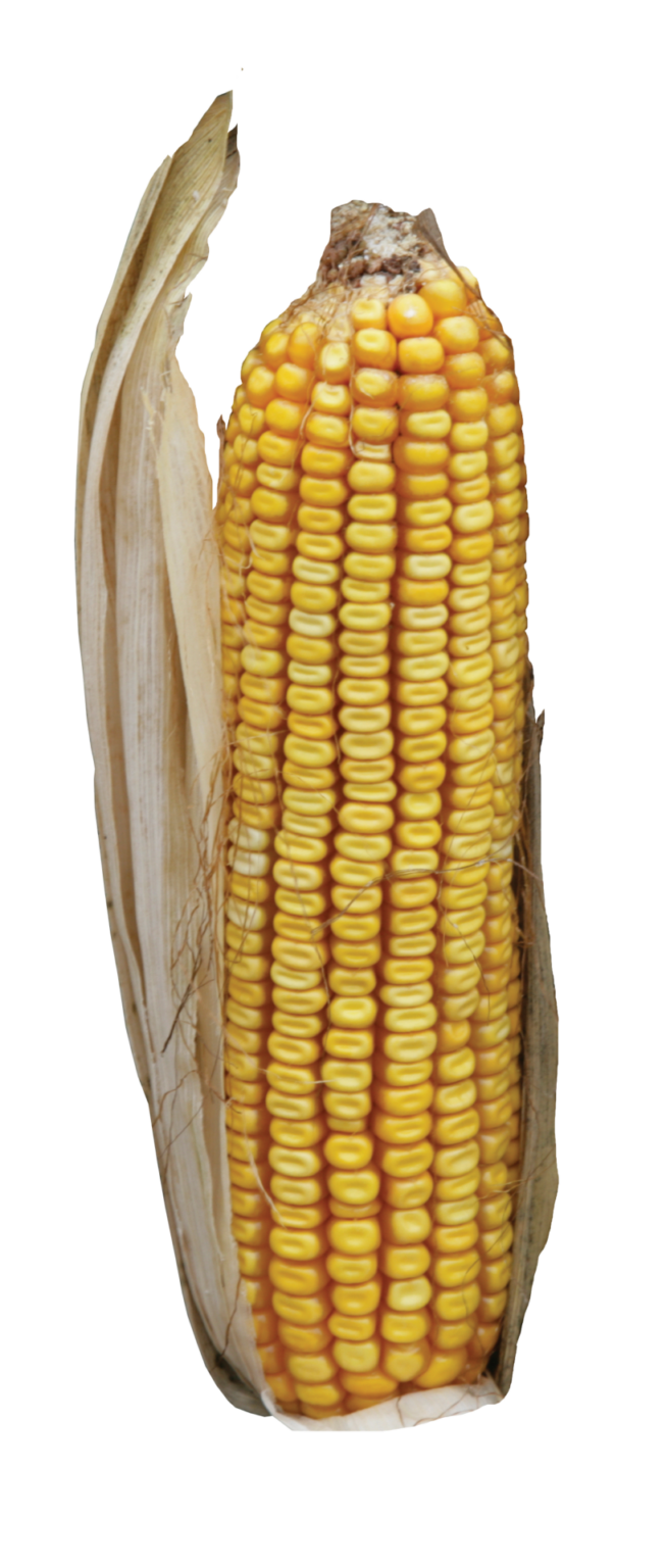 Corn | MN Ag Mag