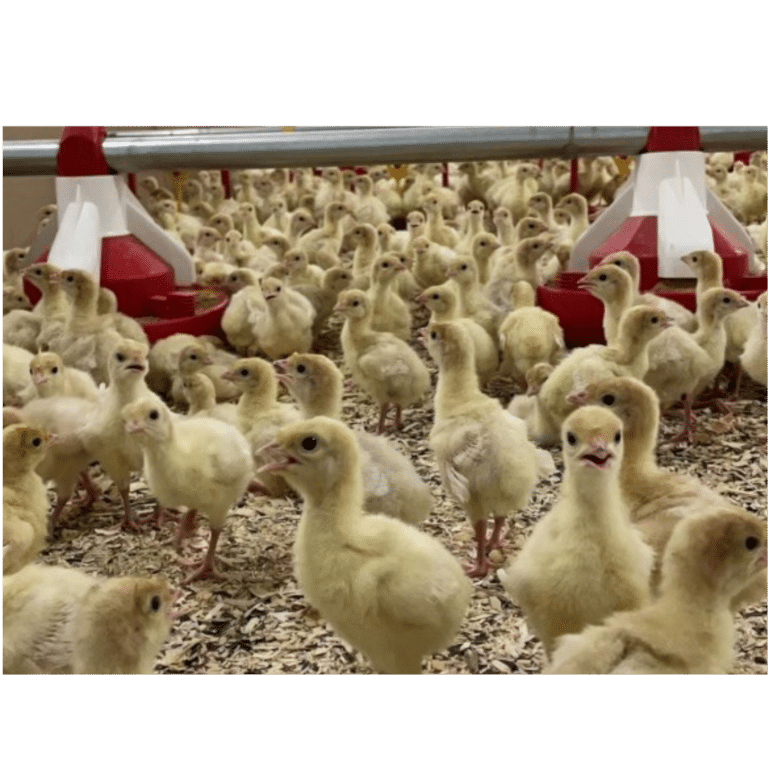 Virtual Field Trip to Kvistad Turkey Farm | MN Ag Mag