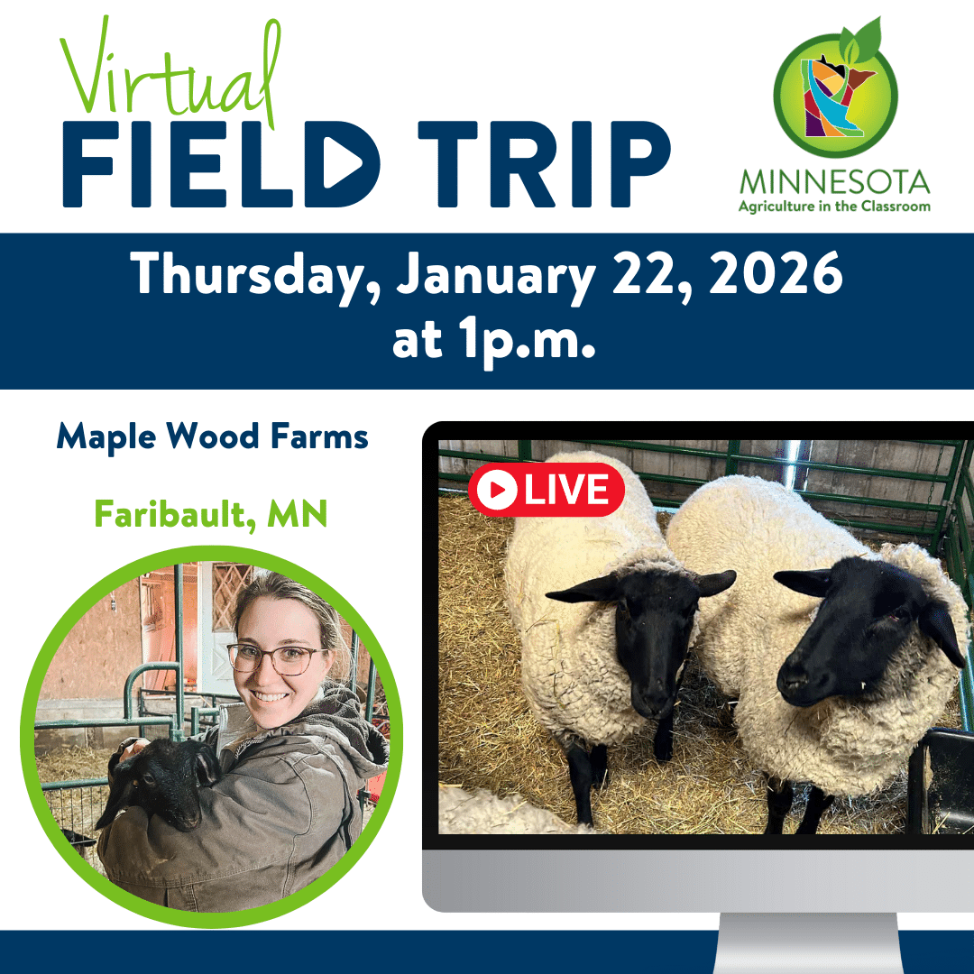 Virtual Field Trip to a Sheep Farm